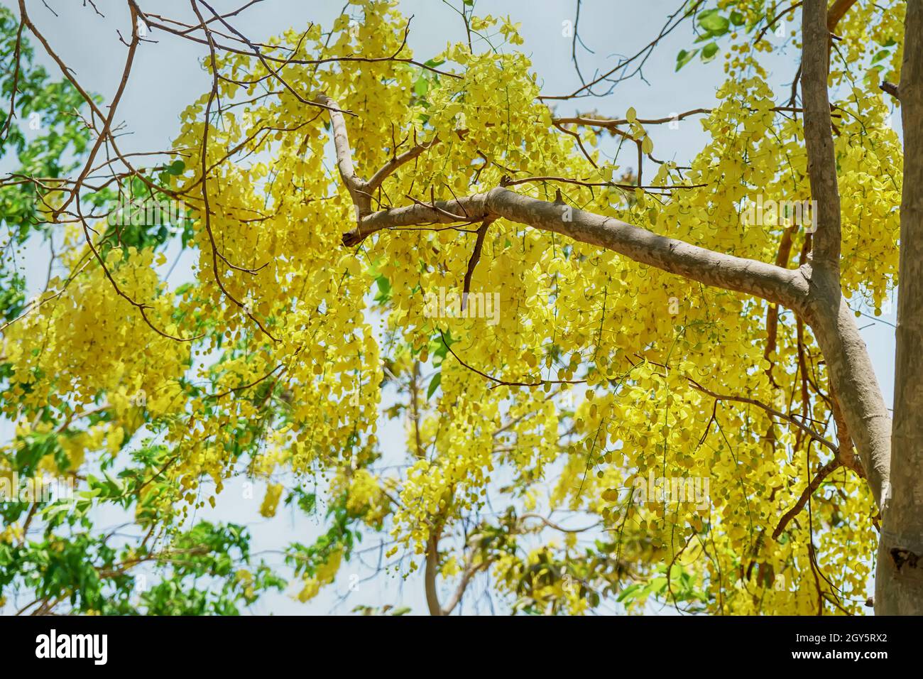 Cassia fistula, known as the golden shower tree and by other names, is a flowering plant in the ...