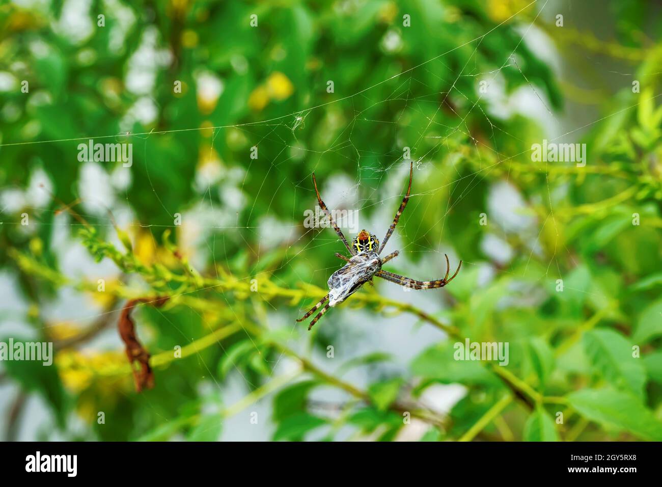 The spider will eat bee at a spider web Stock Photo - Alamy