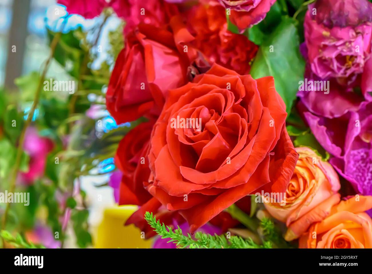 Rose in many colors and beautiful in garden Stock Photo - Alamy