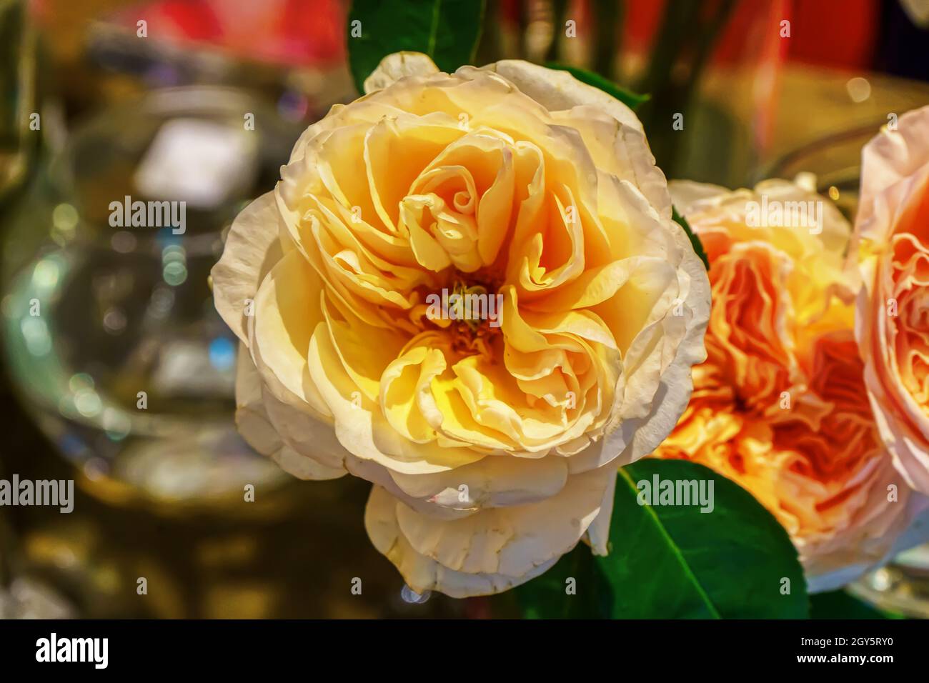 Rose in many colors and beautiful in garden Stock Photo - Alamy