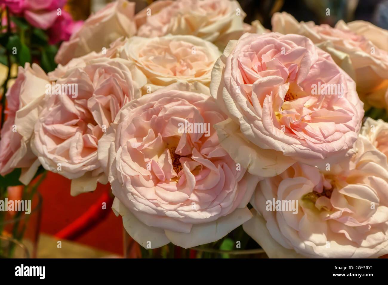 Rose in many colors and beautiful in garden Stock Photo - Alamy
