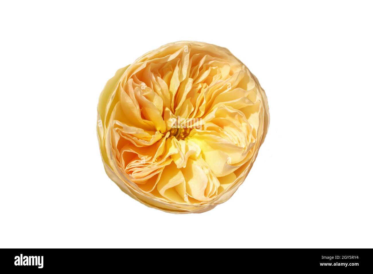 Yellow rose on tree Cut Out Stock Images & Pictures - Alamy