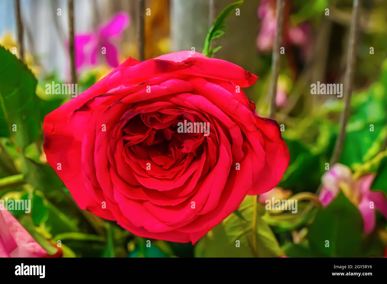 Rose in many colors and beautiful in garden Stock Photo - Alamy