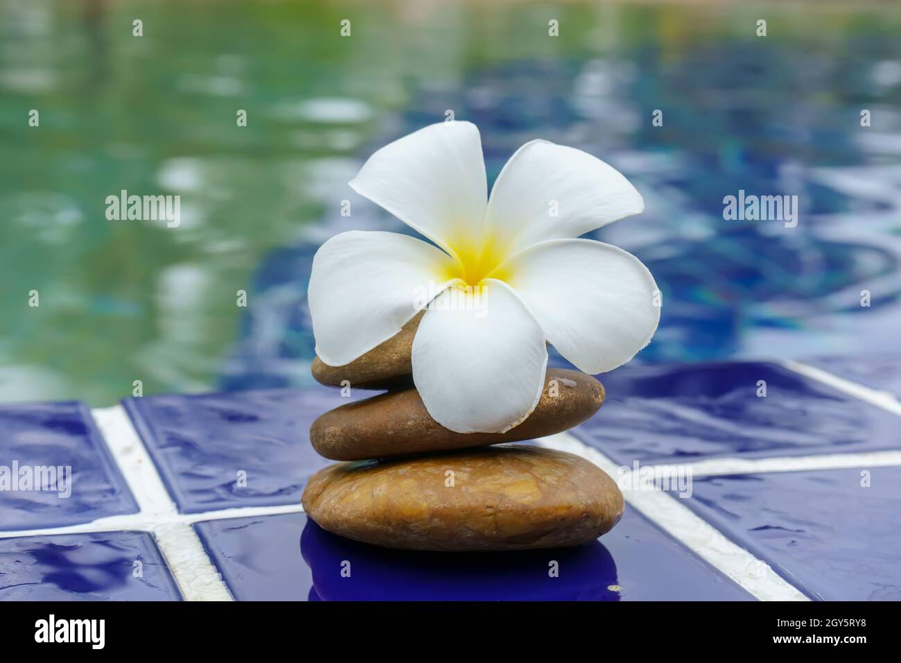 Plumeria flowers on a tile floor lay beside the pool Stock Photo - Alamy