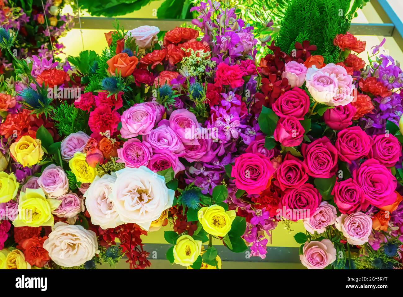 Rose in many colors and beautiful in garden Stock Photo - Alamy