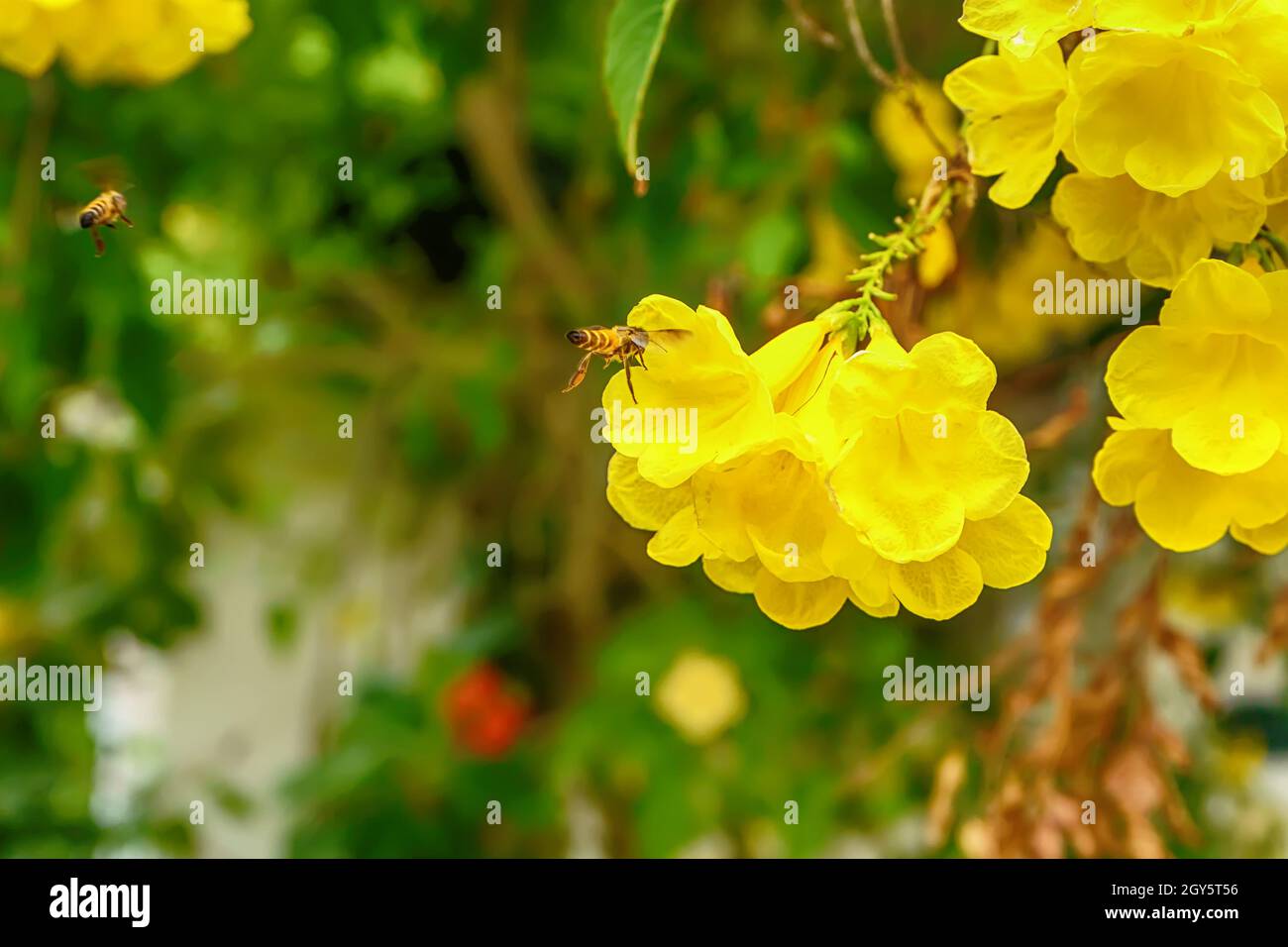 Bee eating pollen from cascabela thevetia on a nature background Stock ...