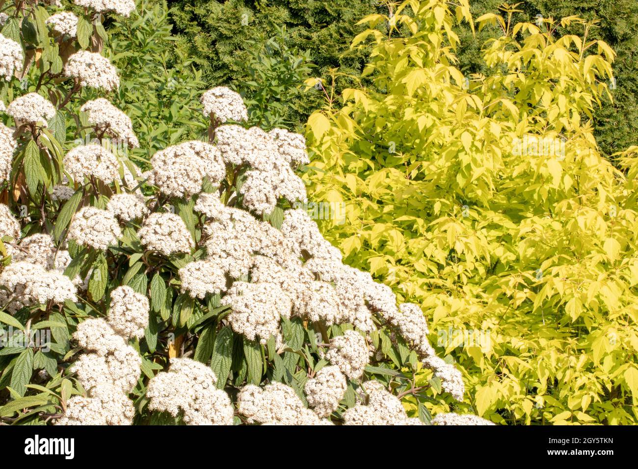 A flowering evergreen wrinkled-leaved snowball (Viburnum rhytidophyllum ...