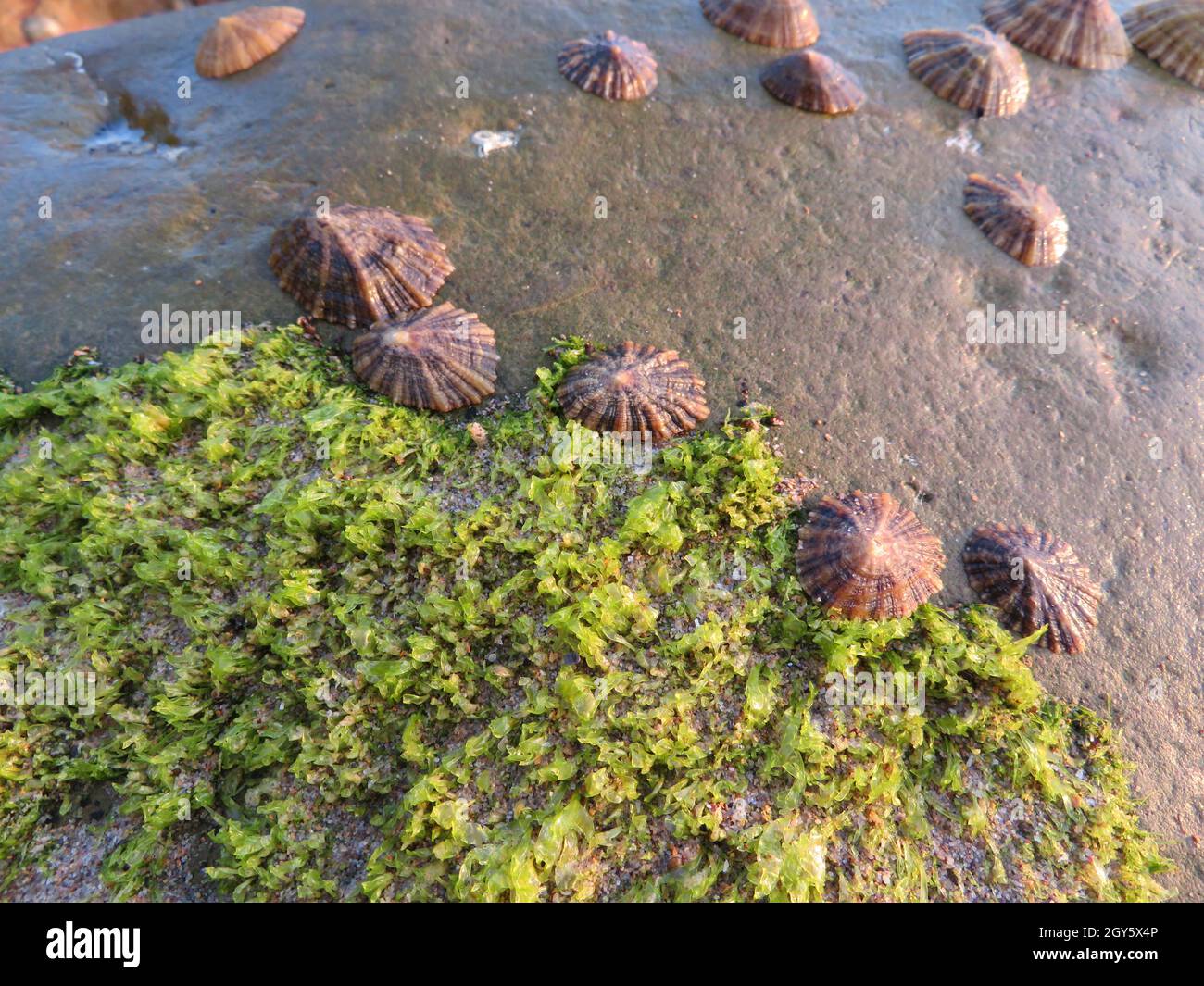beautiful shells clinging to the rocks fish food Stock Photo - Alamy