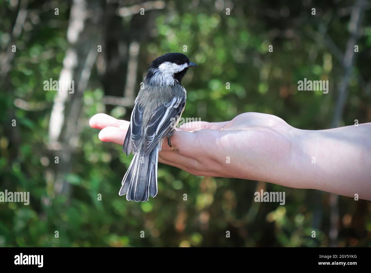 A chickadee sitting on a hand eating seeds Stock Photo - Alamy