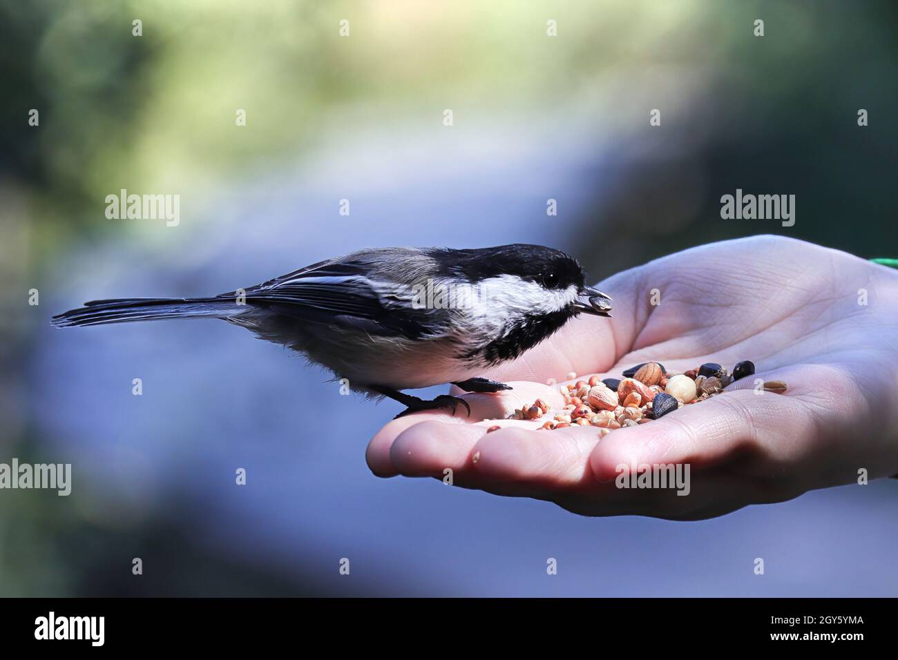 A chickadee sitting on a hand eating seeds Stock Photo - Alamy