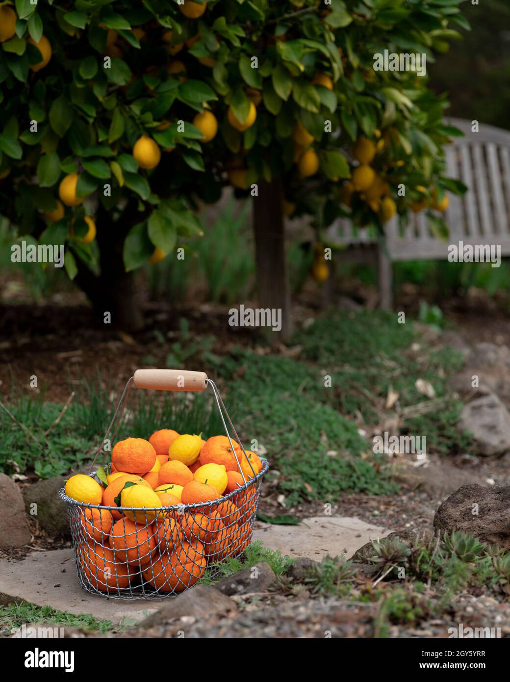 A basket filled with freshly harvested citrus sitting underneath a ...