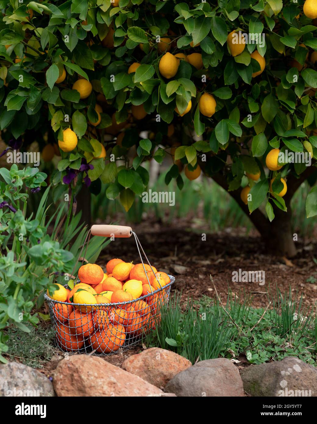 A basket filled with freshly harvested citrus sitting underneath a ...
