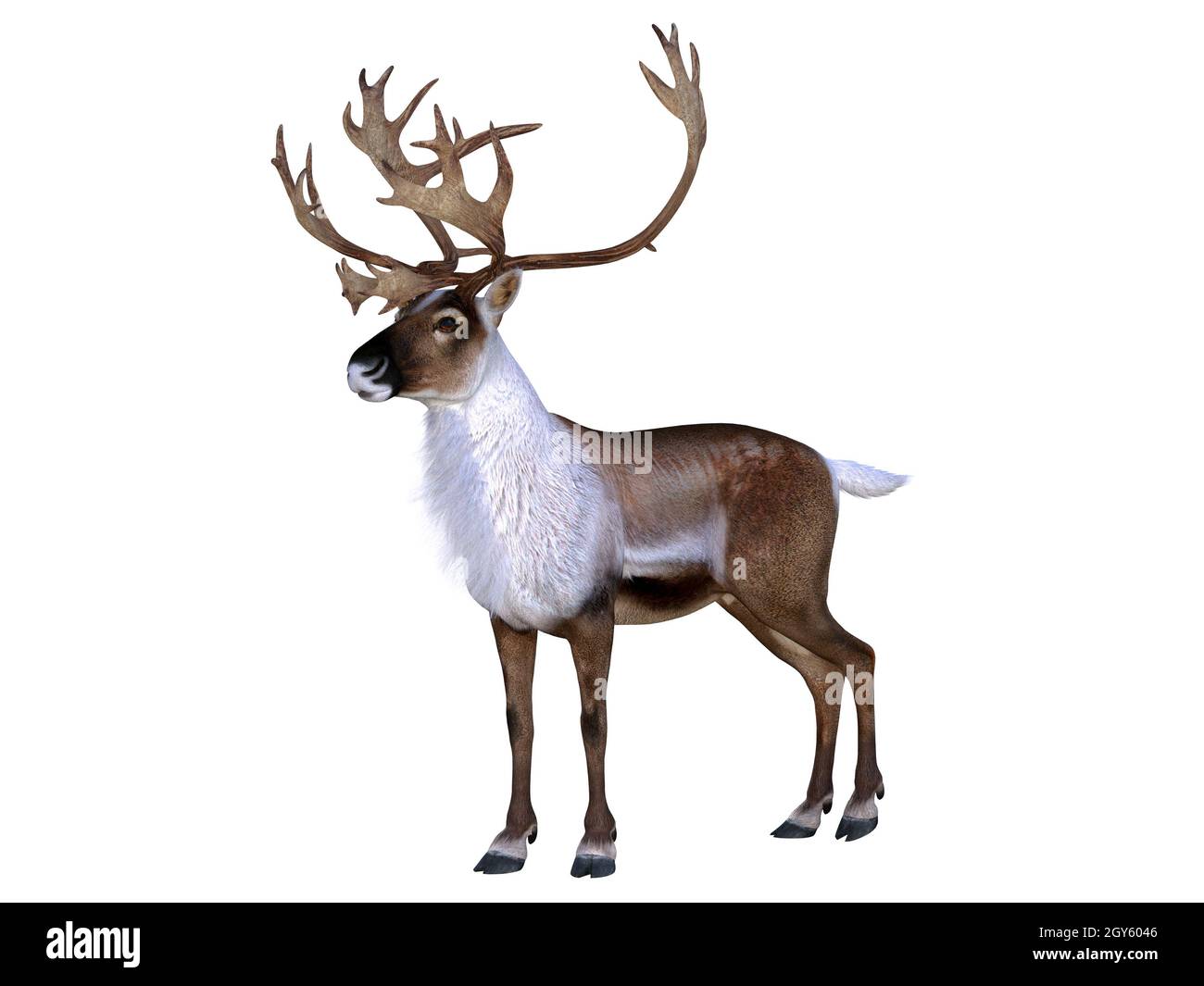 The Caribou deer also called a reindeer lives in the northern regions ...