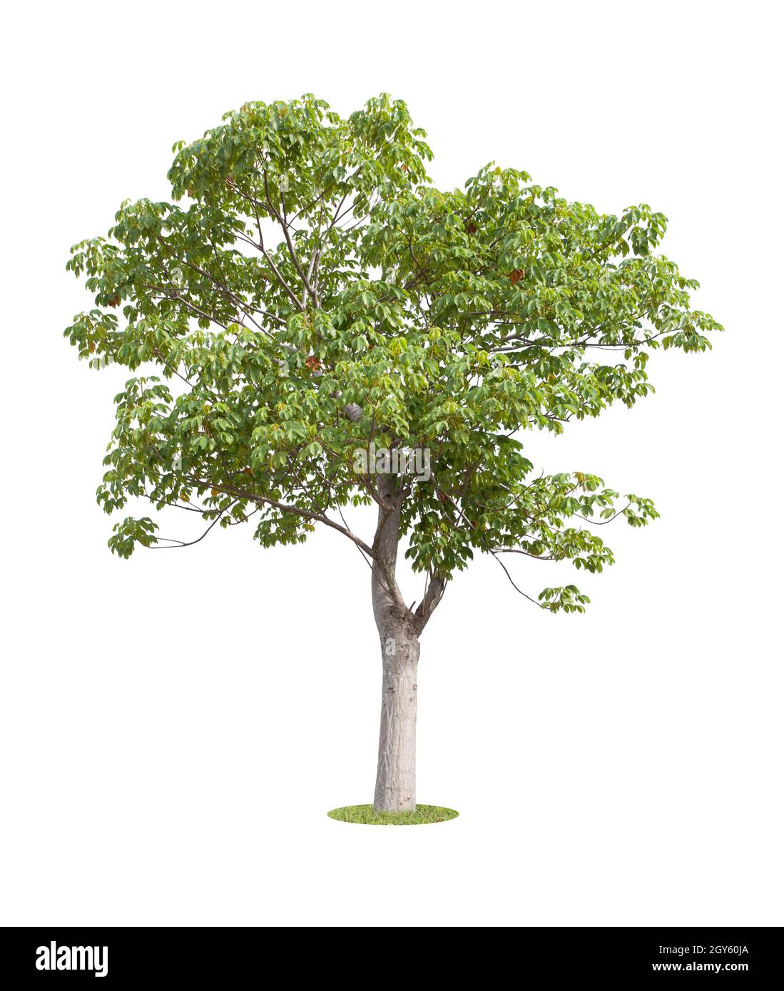 The freshness big green tree isolated on white background Stock Photo ...