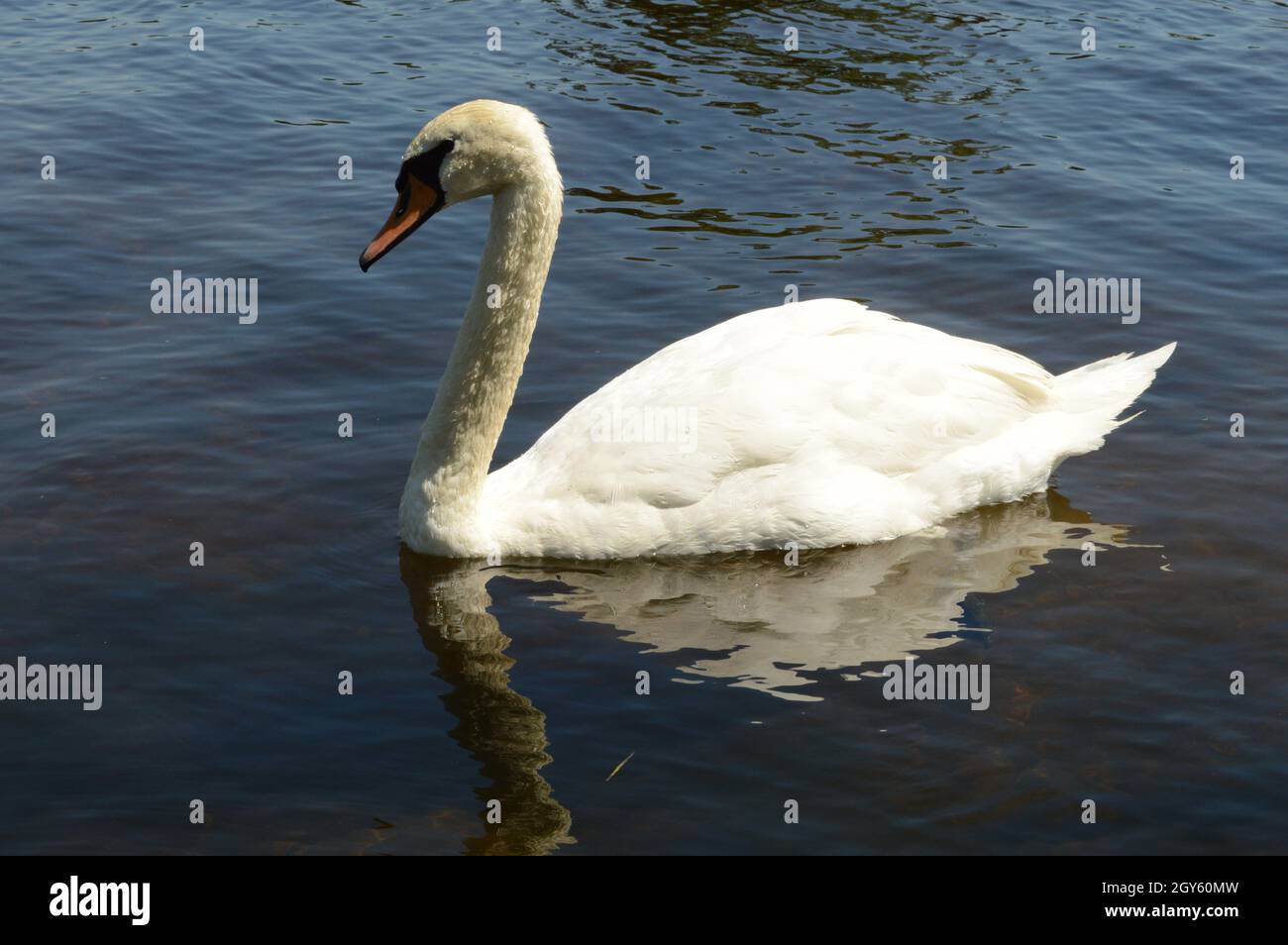 One swan swimming on some fresh river water during the daytime hours ...