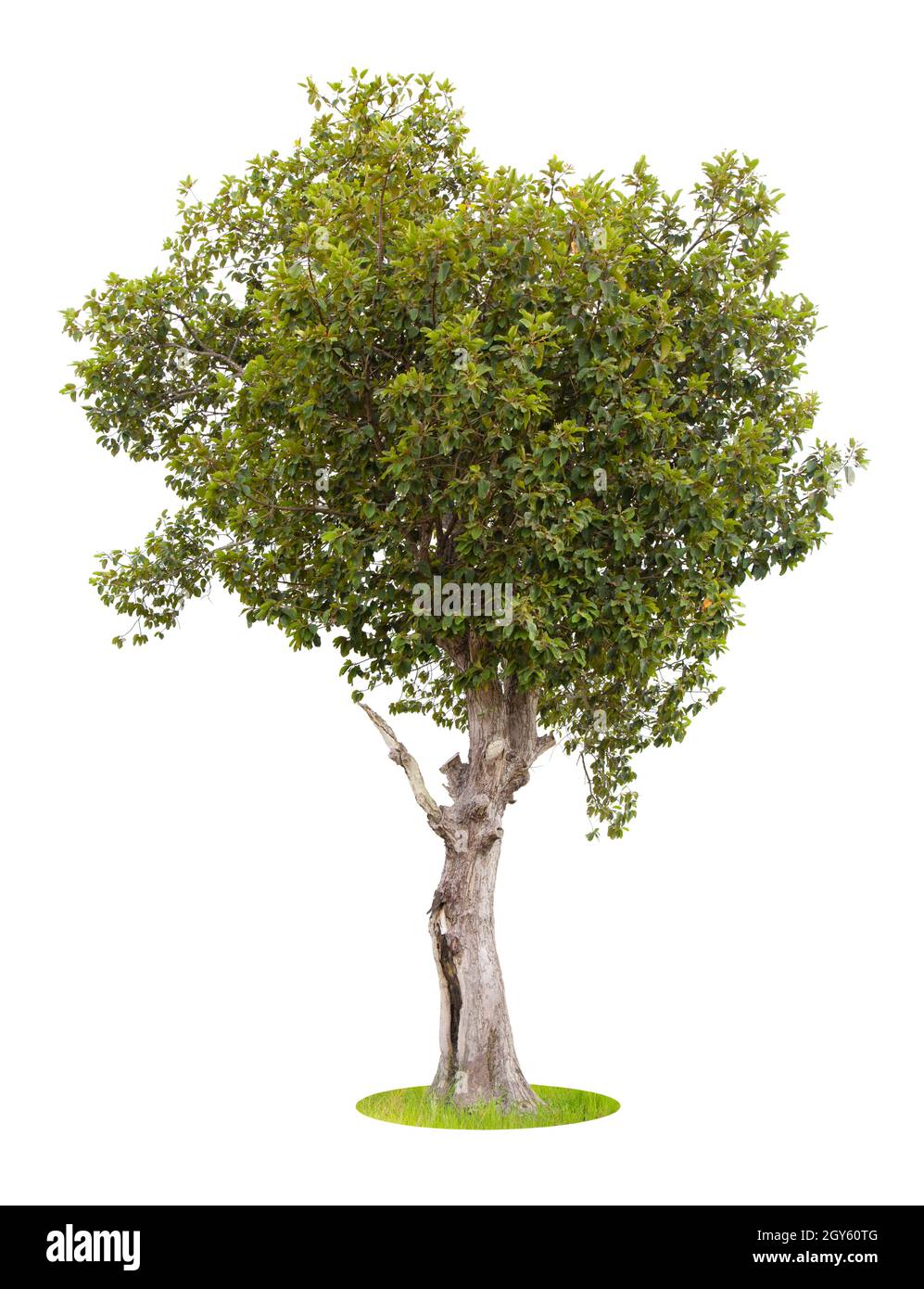 The freshness big green tree isolated on white background Stock Photo ...