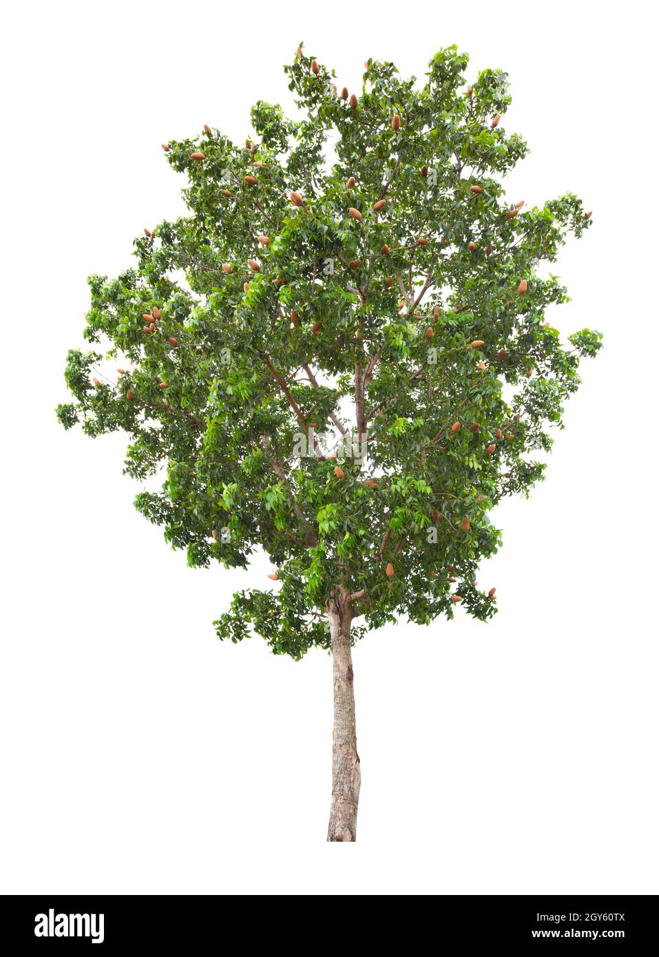 The freshness big green tree isolated on white background Stock Photo ...