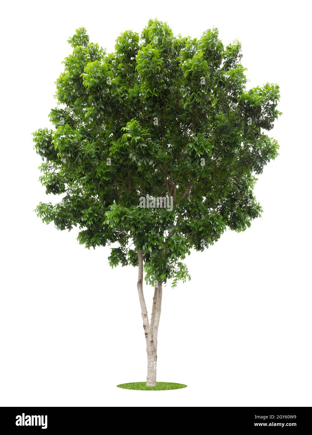 The freshness big green tree isolated on white background Stock Photo ...