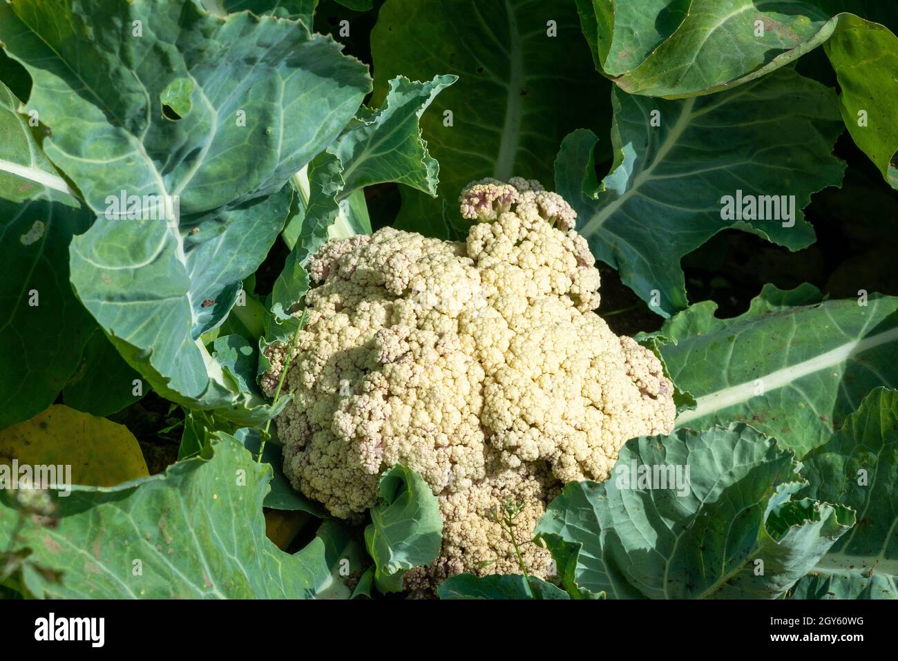 Organic cauliflower with white textured florets forming the head of the ...