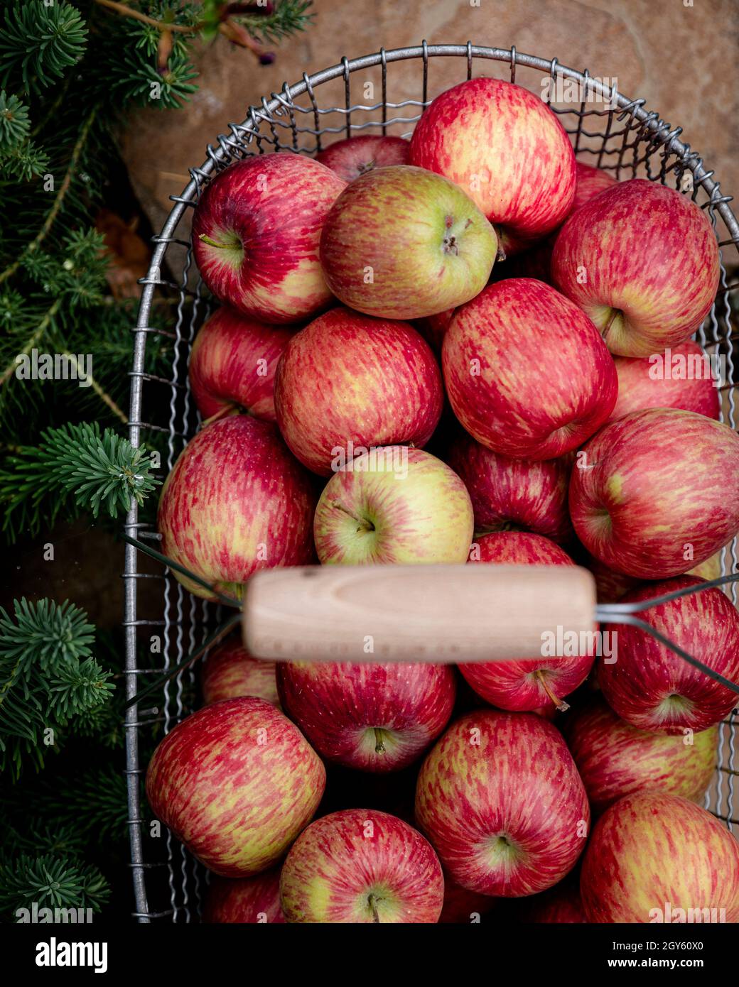 Wire with apples hi-res stock photography and images - Alamy