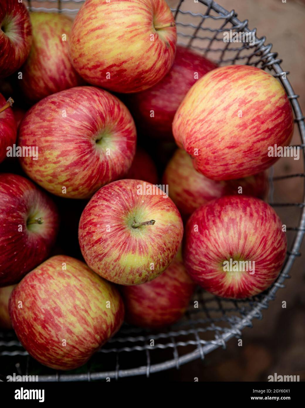 A closeup overhead view of apples in a wire basket Stock Photo - Alamy