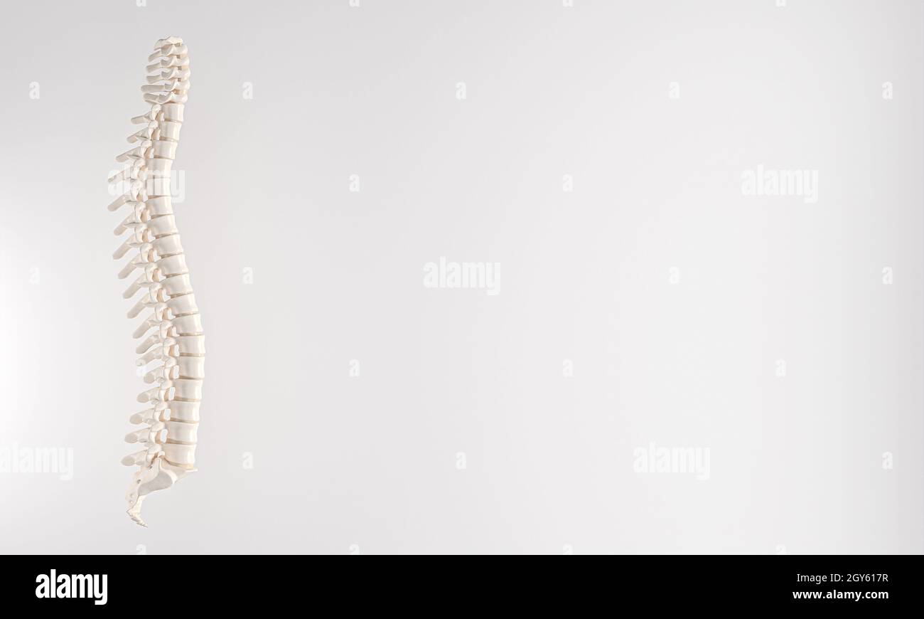backbone on white background. 3d render Stock Photo - Alamy