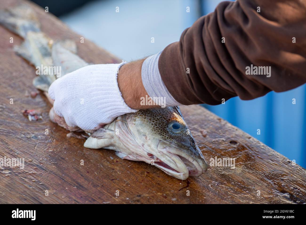 Processing fish hi-res stock photography and images - Alamy