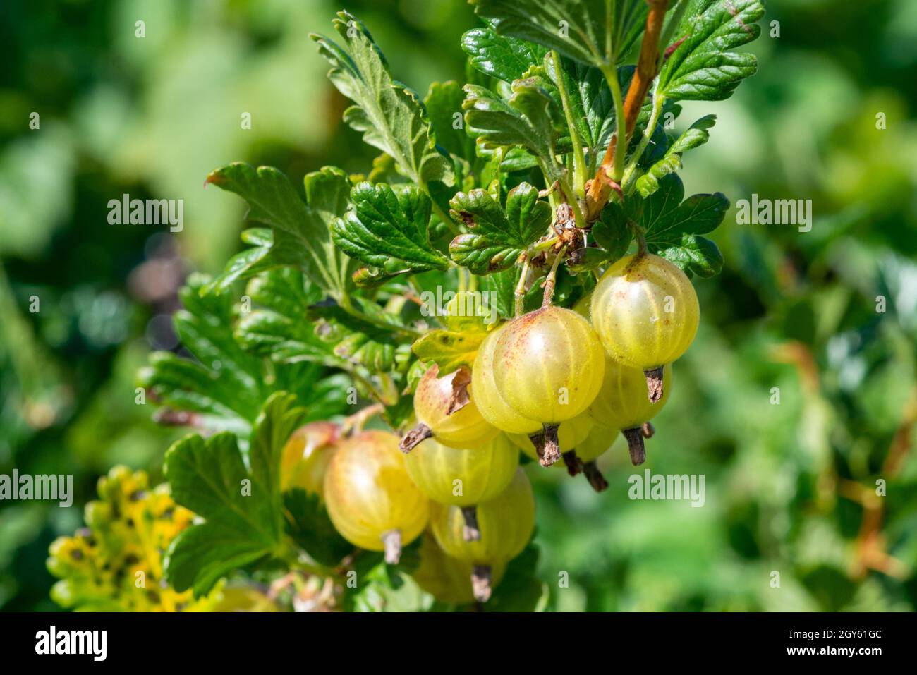 Translucent fruits hi-res stock photography and images - Alamy