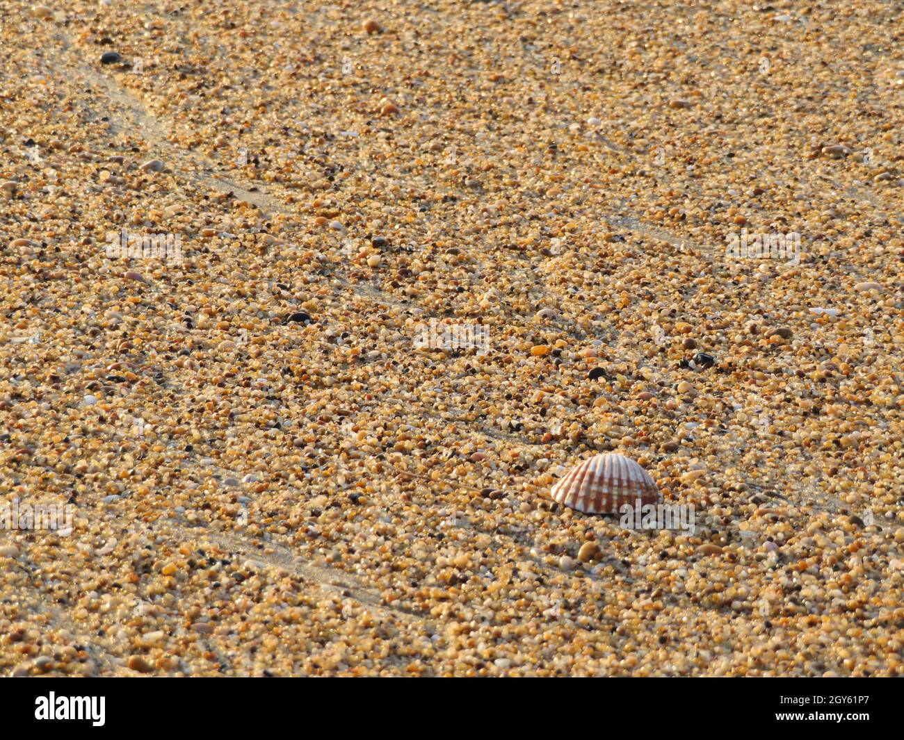 clam shell on the beach washed away by the waves Stock Photo - Alamy