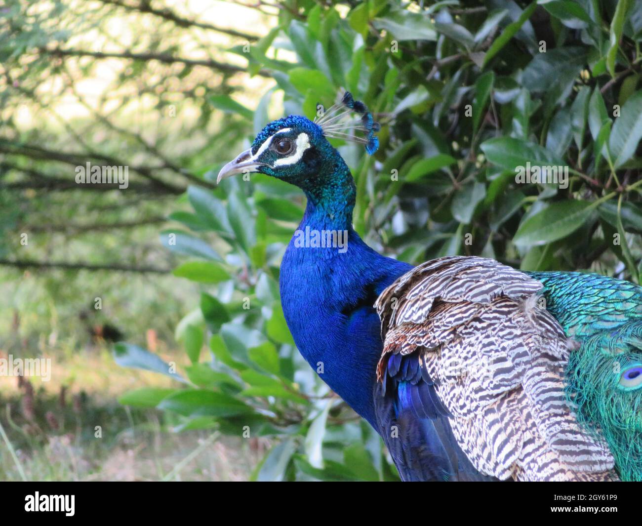 beautiful peacock of fantastic bright colors of long feathers Stock ...