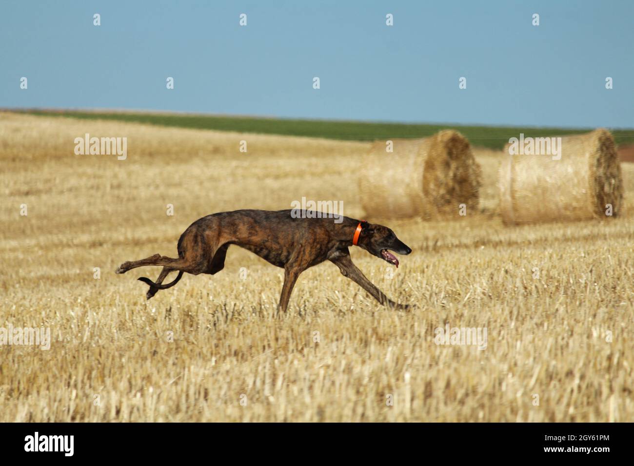Spanish greyhound in mechanical hare race in the countryside Stock ...