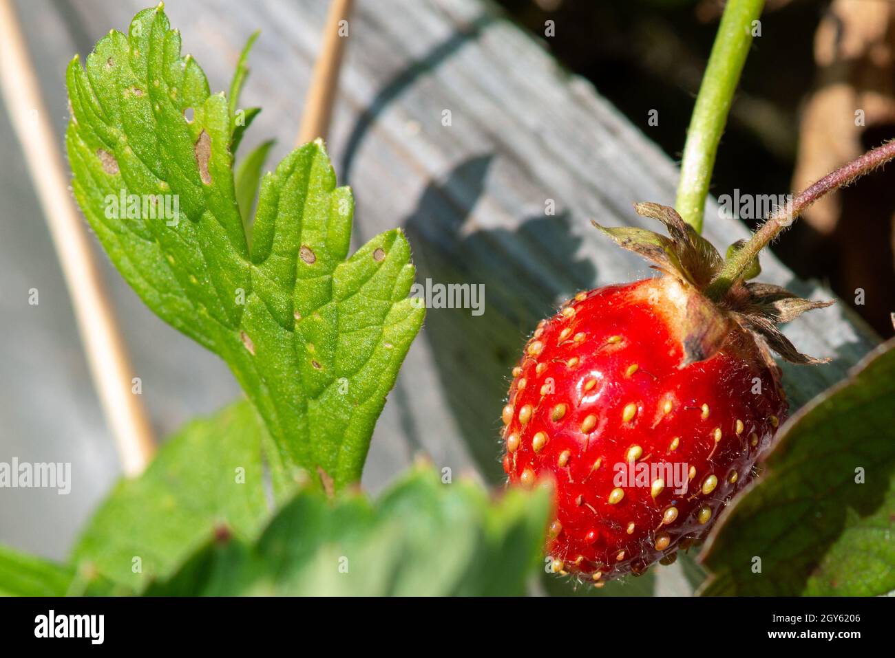 A closeup of a large wild red juicy organic strawberry that's attached ...