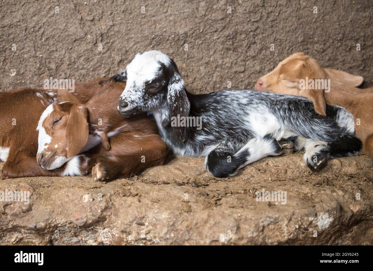 Domestic goat kids sleeping in the barn. Selective focus Stock Photo ...