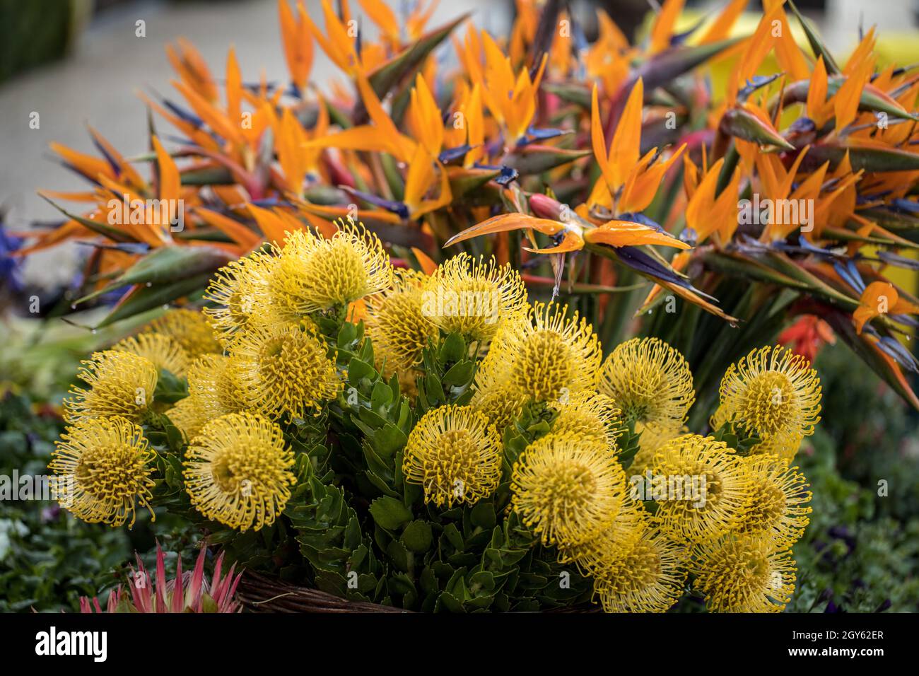 Floristic decoration with tropical flowers in Funchal on Madeira Island ...