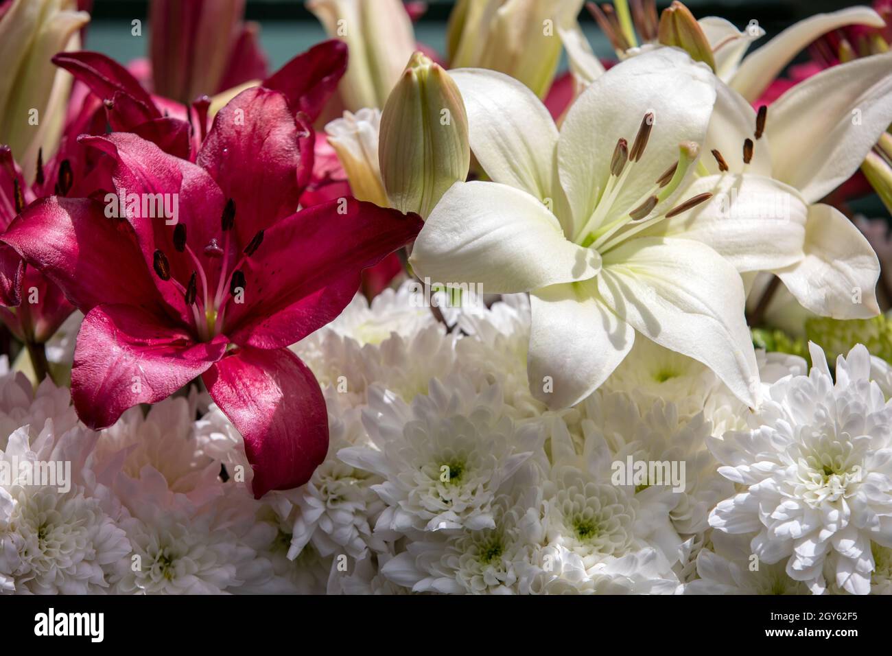 Beauty floristic decoration with white gerbera and red lily flowers ...