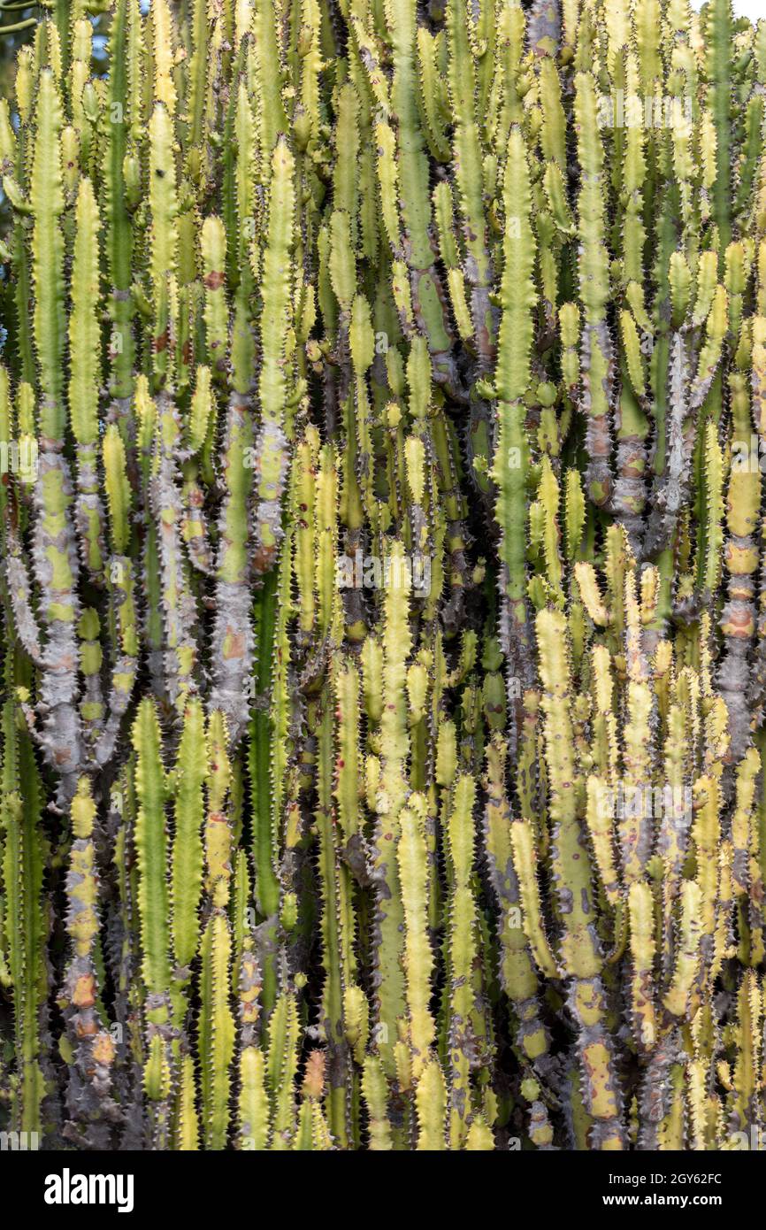 Candelabra tree (Euphorbia candelabrum) is a succulent shrub endemic to ...