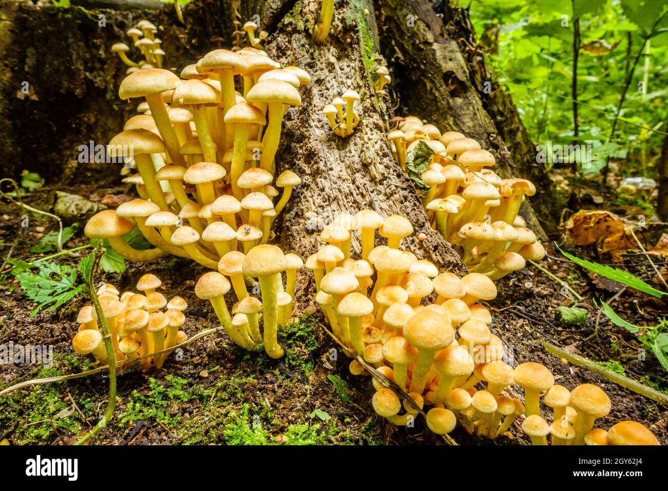 Cluster of fungi at tree base hi-res stock photography and images - Alamy