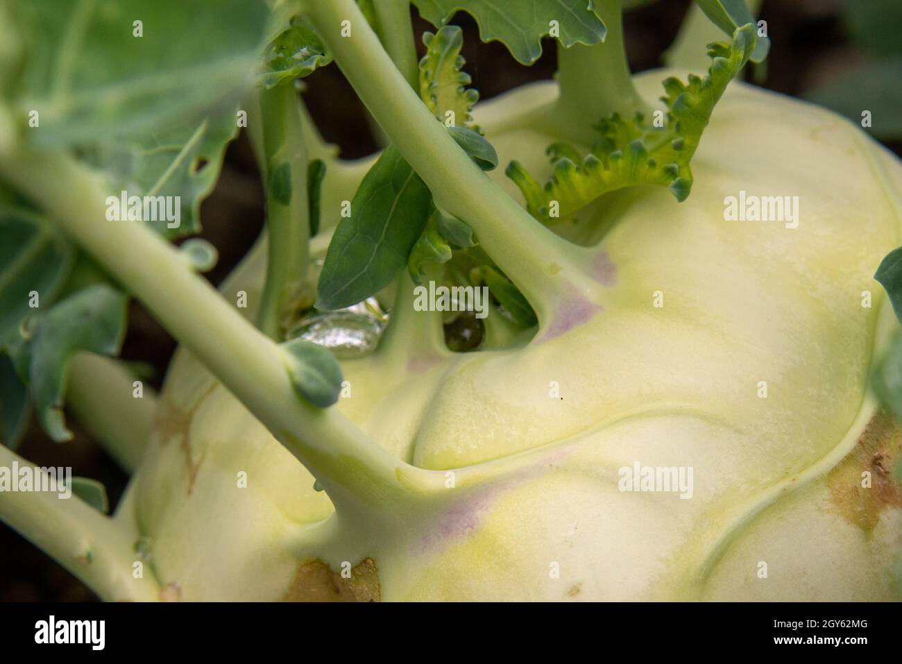 Kohlrabi plant hi-res stock photography and images - Alamy