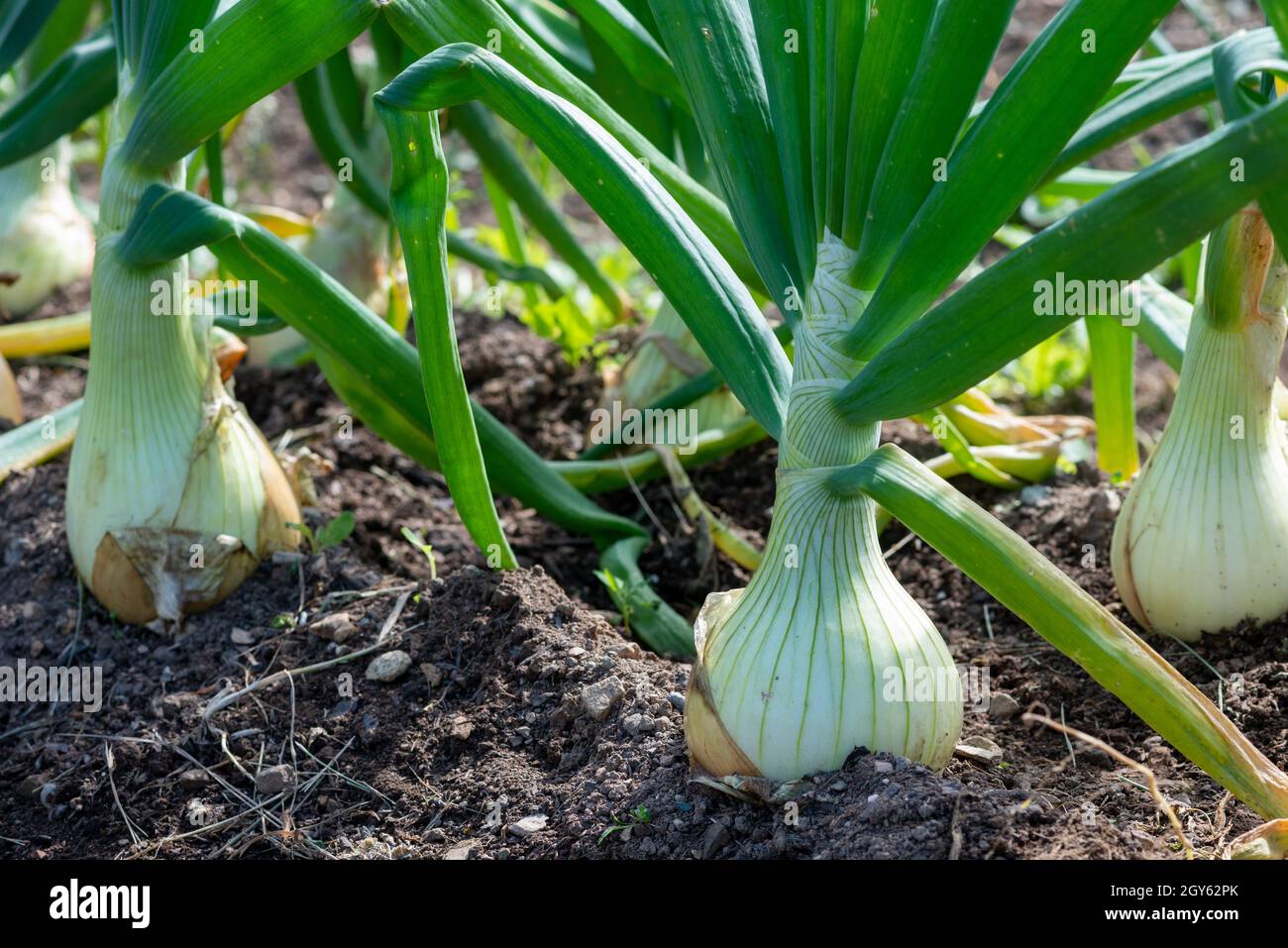 Raw white onions with long thick green stalks attached to the bulb. The ...