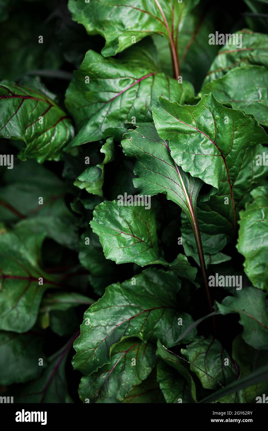 Fresh beet greens in a garden bed Stock Photo - Alamy