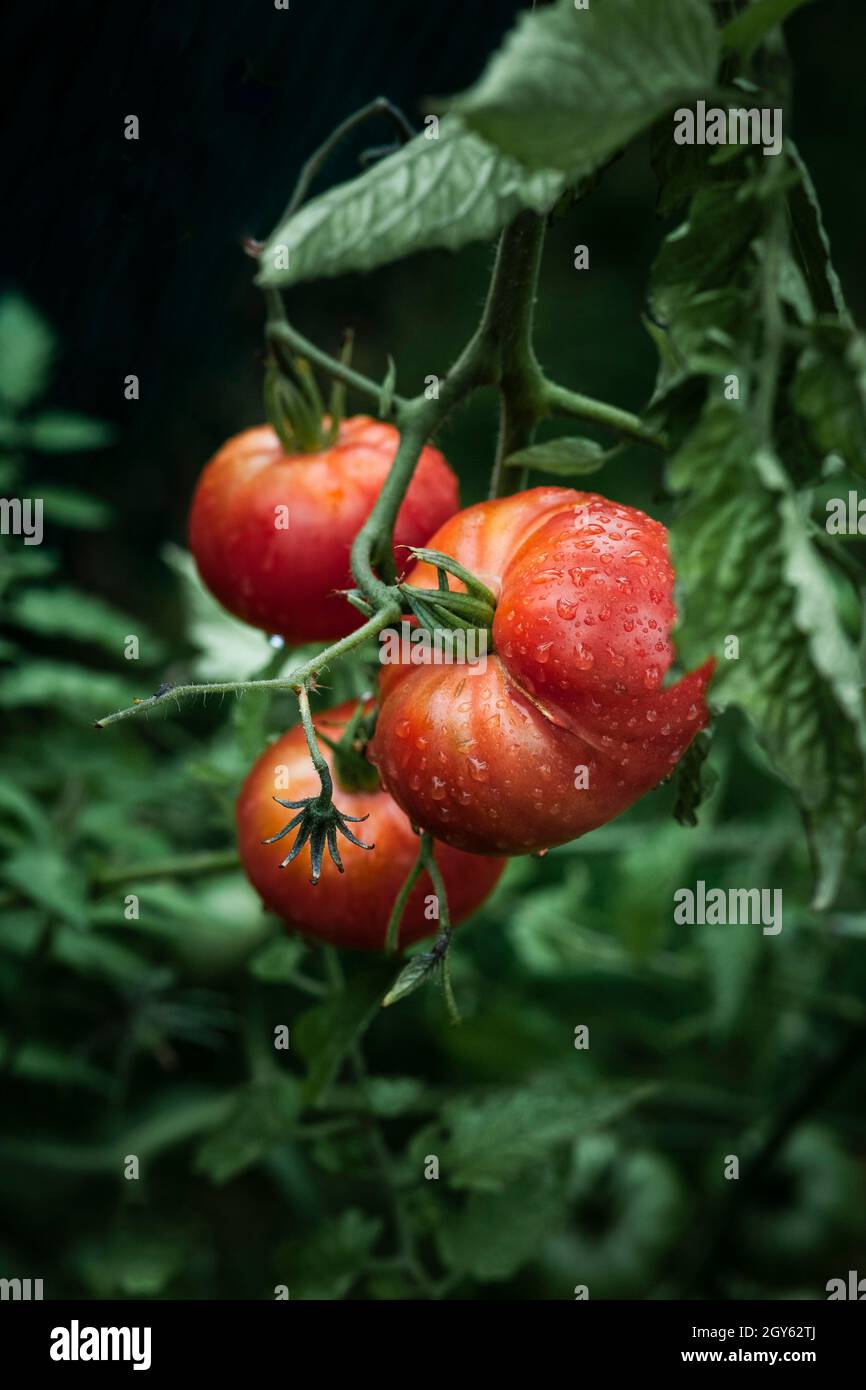 Three red tomatoes on a tomato vine Stock Photo - Alamy