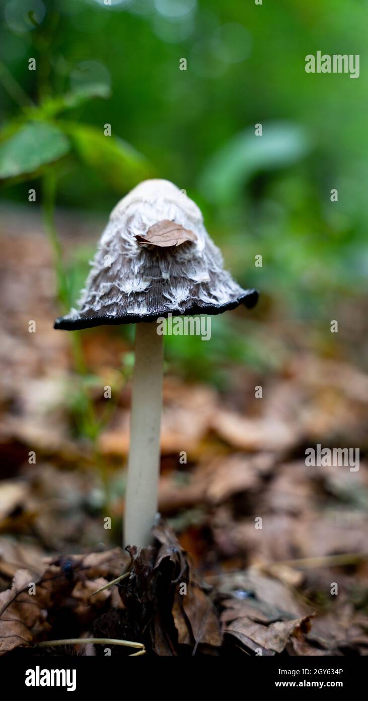 Vertical shot of inky cap mushroom growing in the forest Stock Photo ...