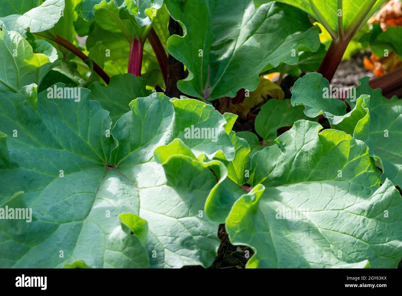 Red orange ribbed hi-res stock photography and images - Alamy