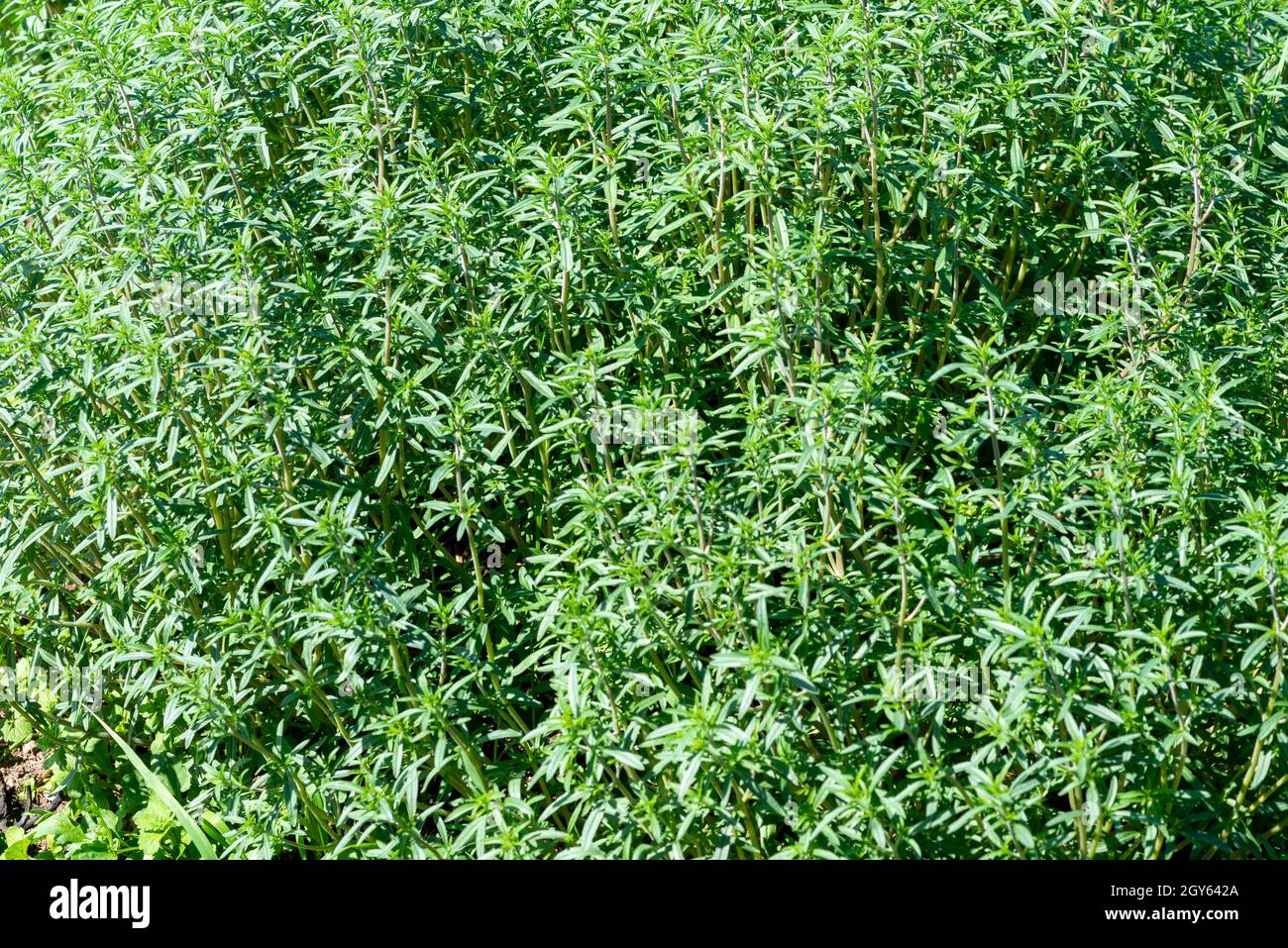 Sprig fresh sage herb hi-res stock photography and images - Alamy