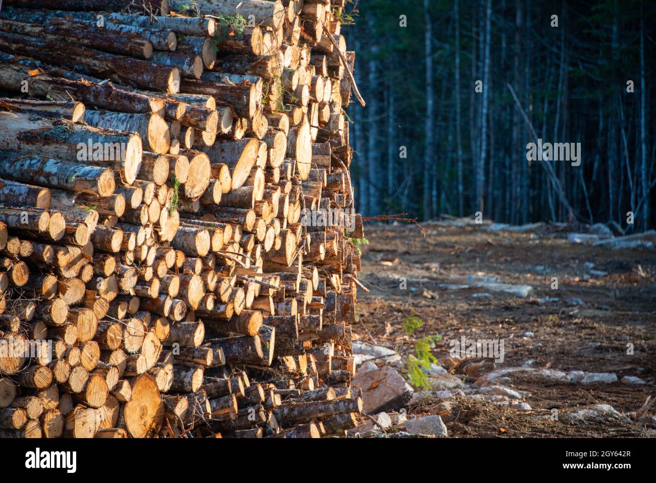 A stack or stockpile of spruce wood logs neatly piled. The massive ...