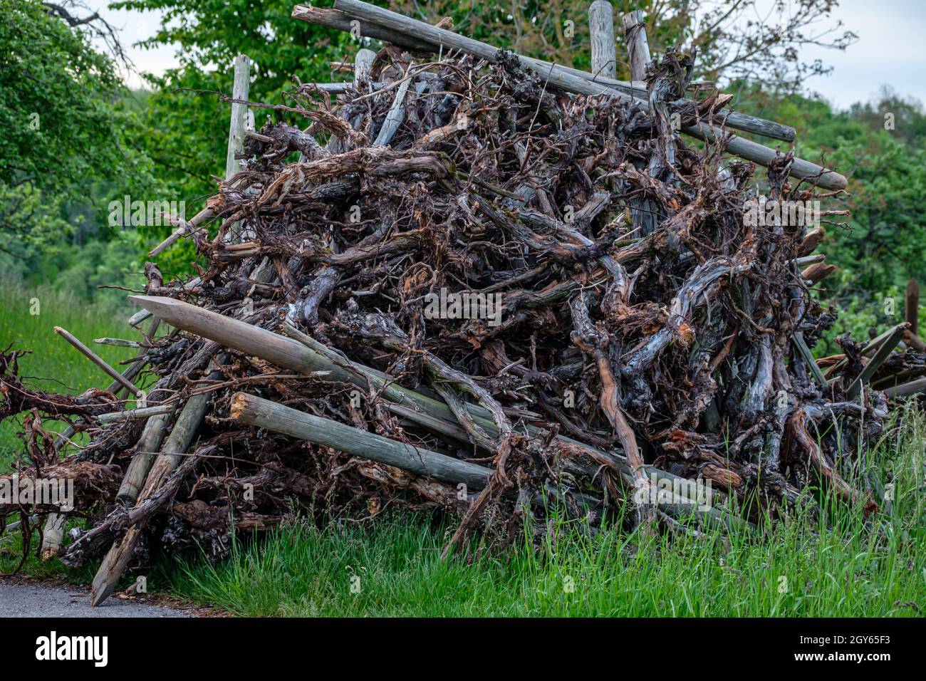 Old vines gnarled hi-res stock photography and images - Alamy