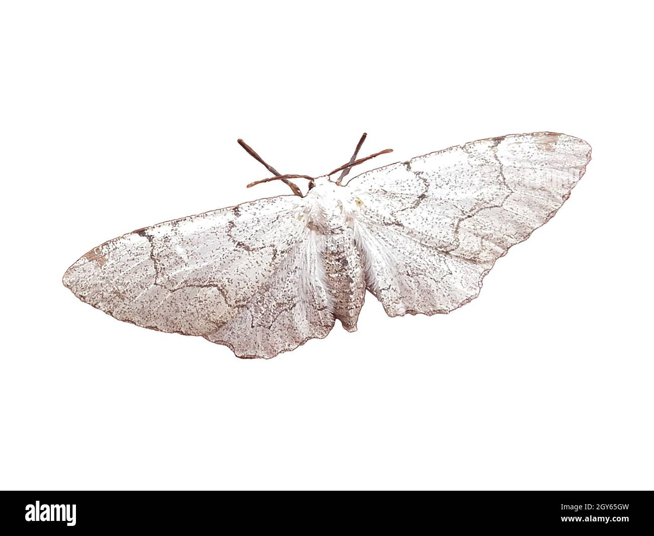 Top view white moth isolated on white background photo Stock Photo - Alamy