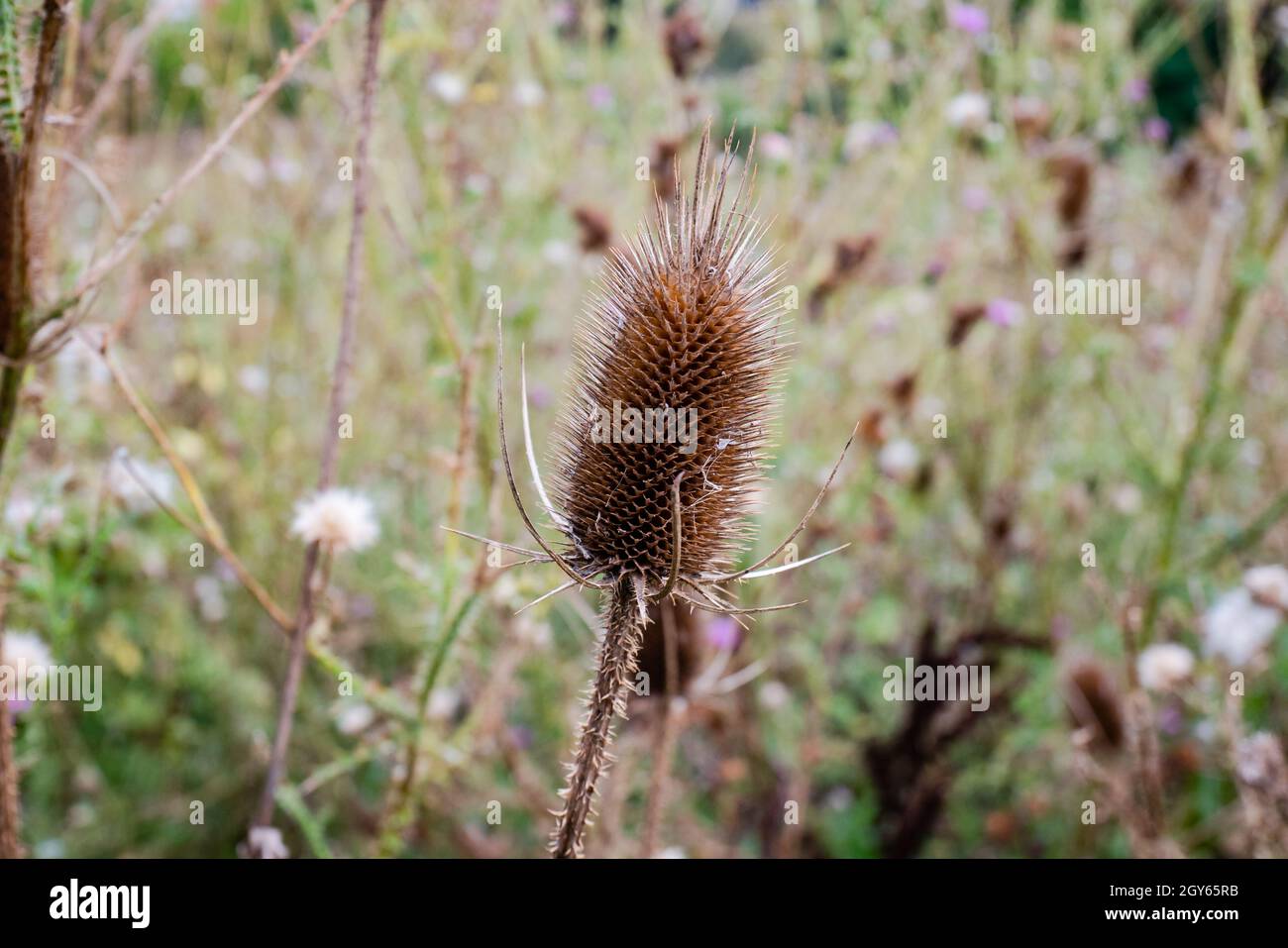 Closeup shot of dry common teasel in a garden Stock Photo - Alamy