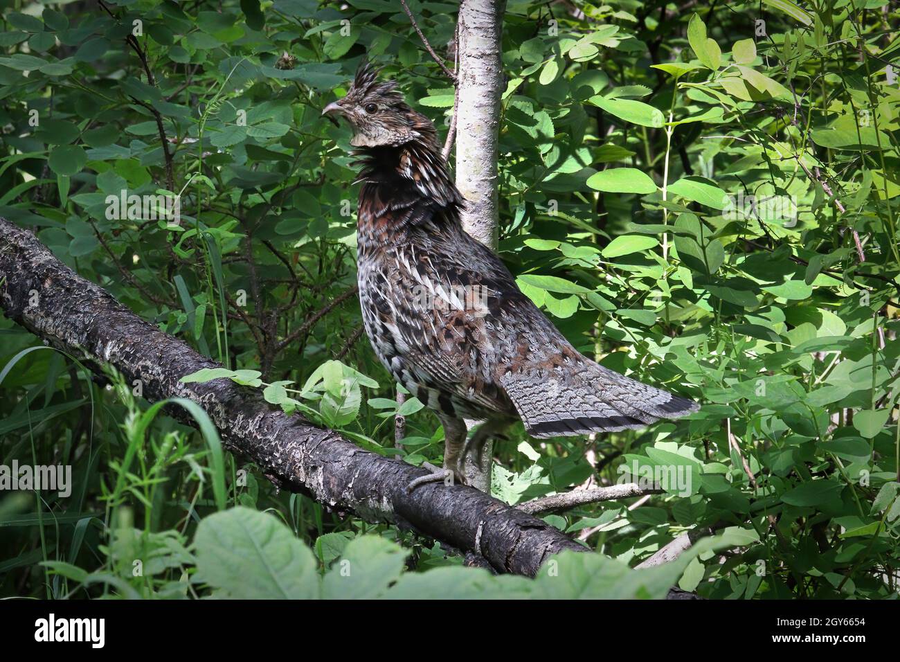 Ruffed grouse umbellus camouflage hi-res stock photography and images ...