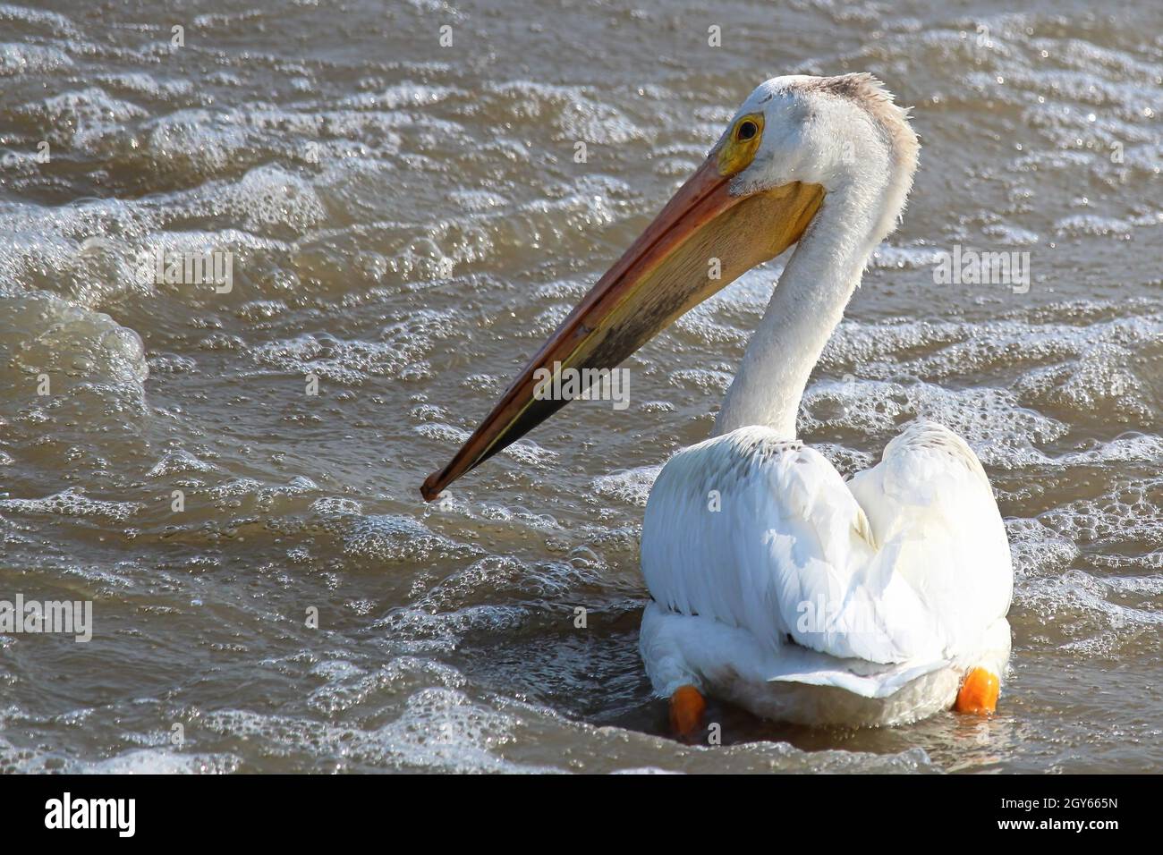 Back and side view of a large pelican swimming Stock Photo - Alamy